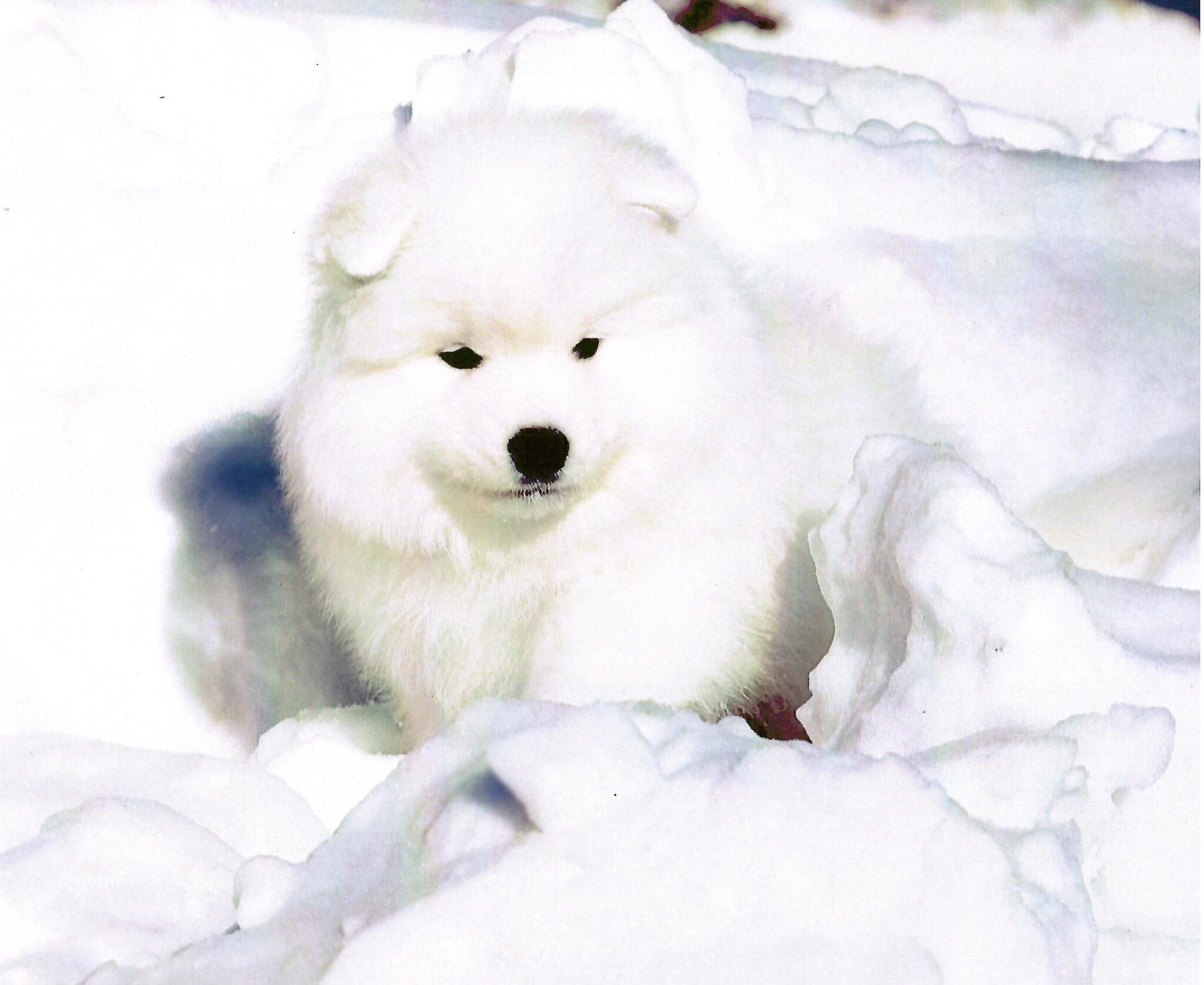Chapter 7 – I Love My New White Magic Samoyed Puppy Guide