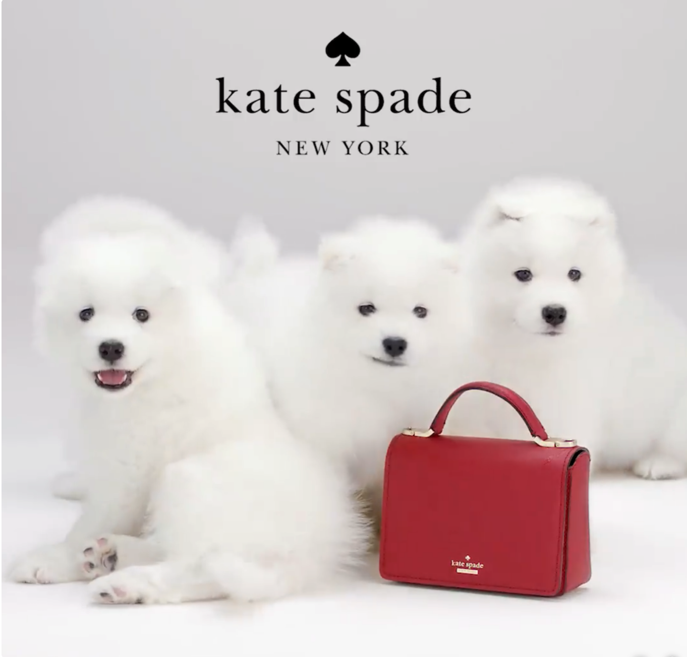 Table of Contents – I Love My New White Magic Puppy Guide