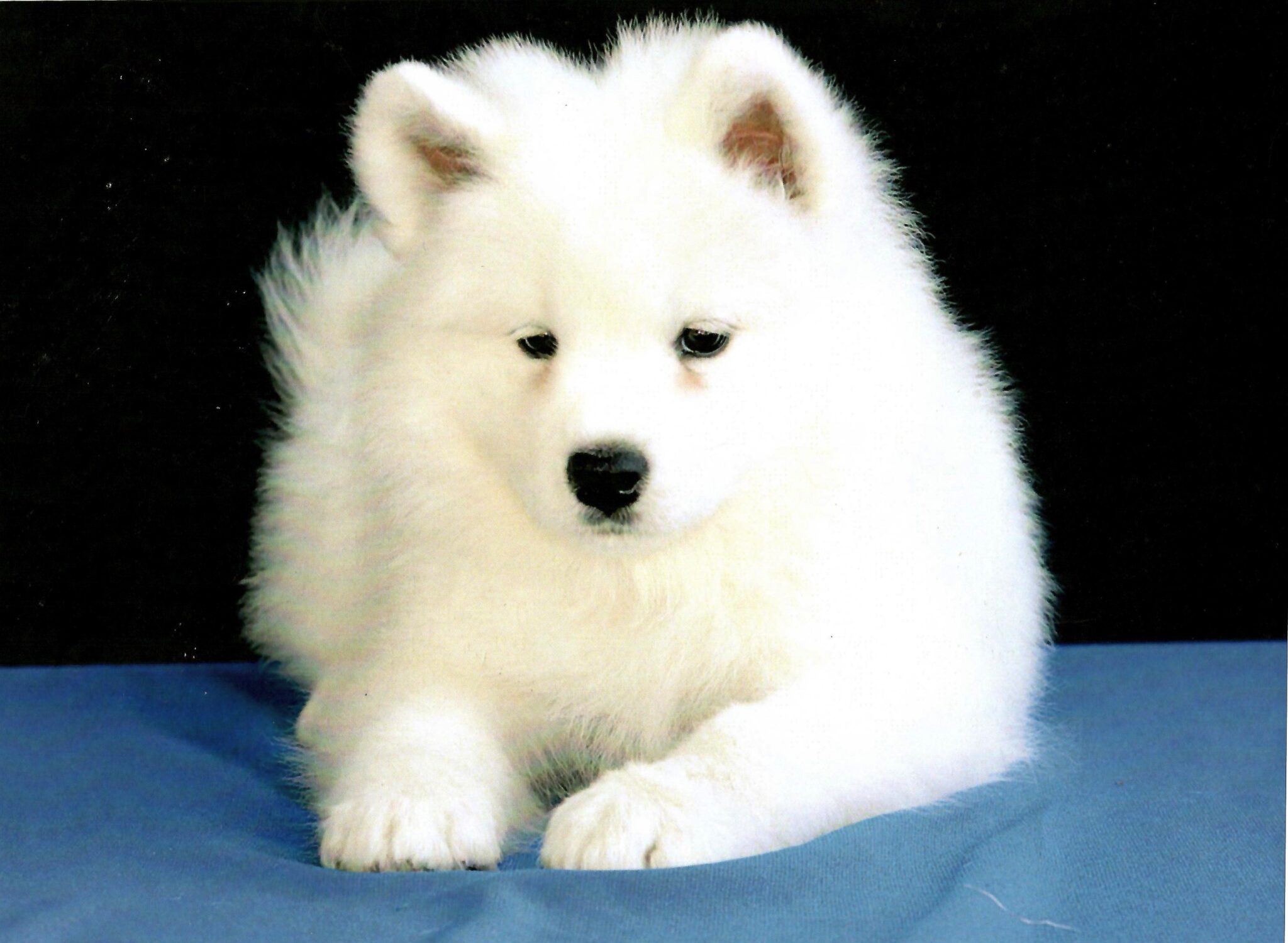 At 5 to 6 Months Vaccinate for Rabies – I Love My New White Magic ...