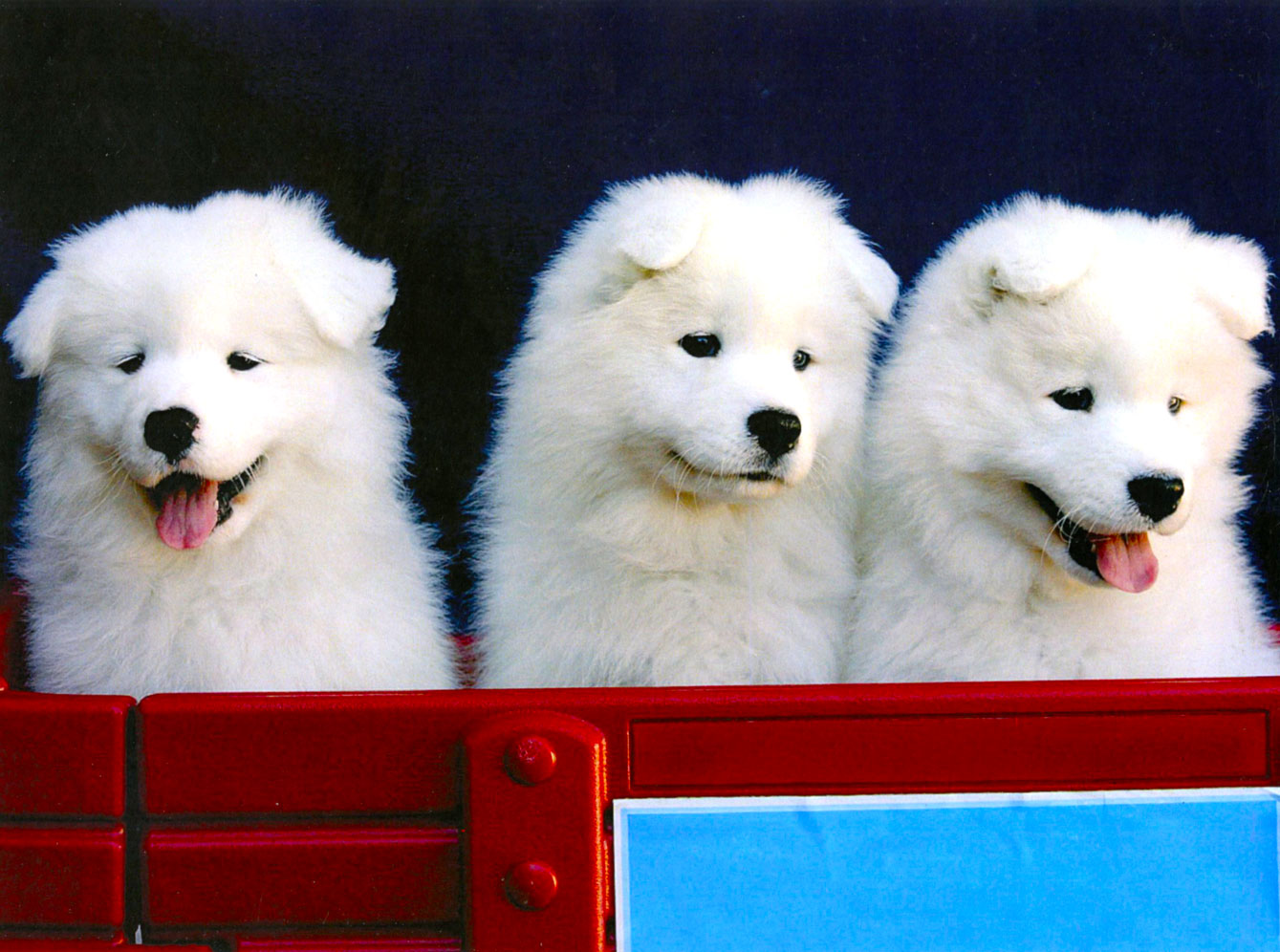 Very Important to Order Before Arrival of Puppy – I Love My New White ...