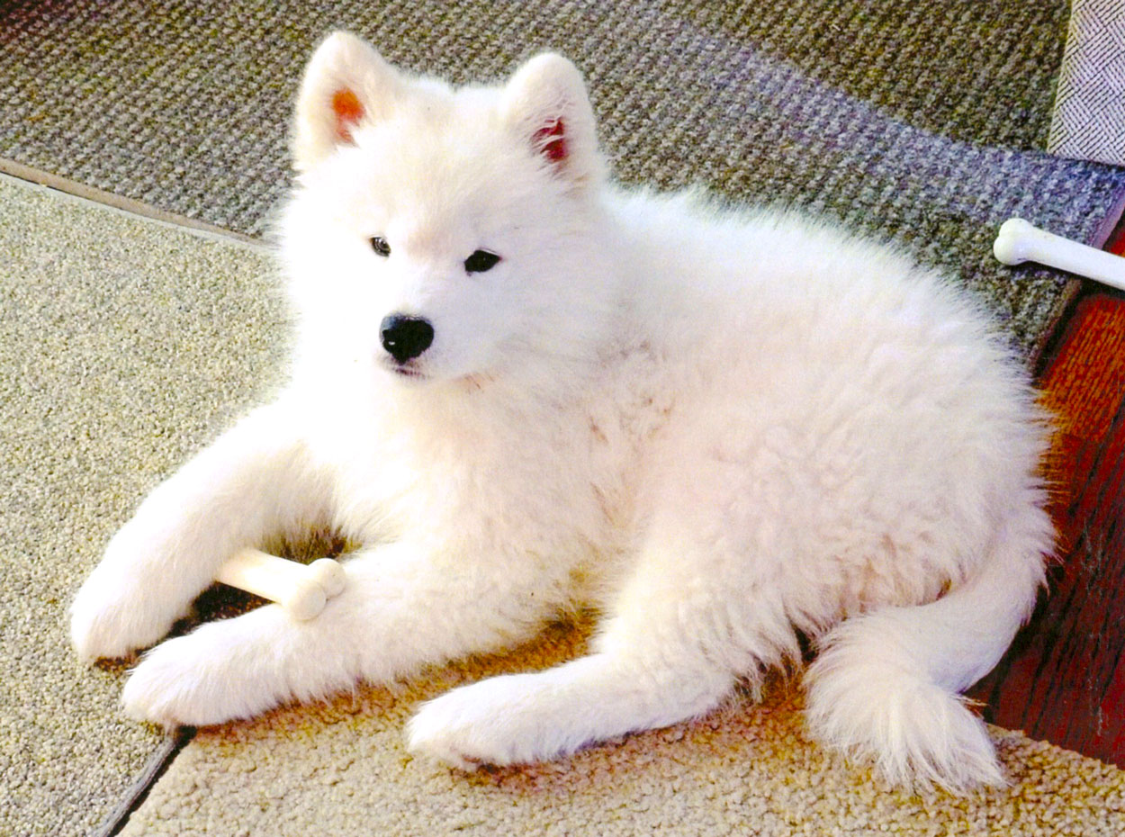 Chart ~ What Spaying & Neutering Does to Your Samoyed’s Health – I Love ...