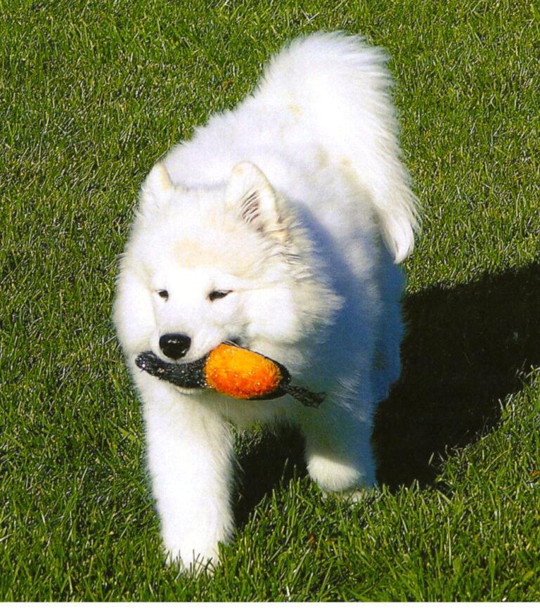 WMS Puppy 101 – I Love My New White Magic Samoyed Puppy Guide