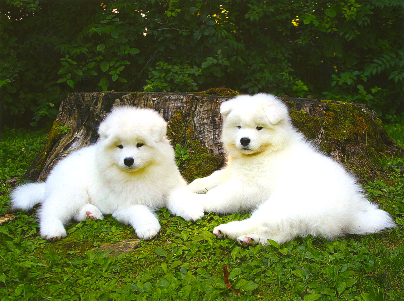 Chapter 10 – I Love My New White Magic Puppy Guide