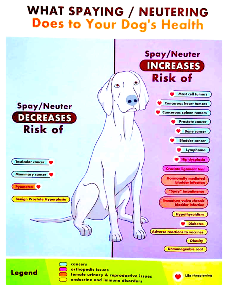 Chart ~ What Spaying & Neutering Does to Your Samoyed’s Health – I Love ...