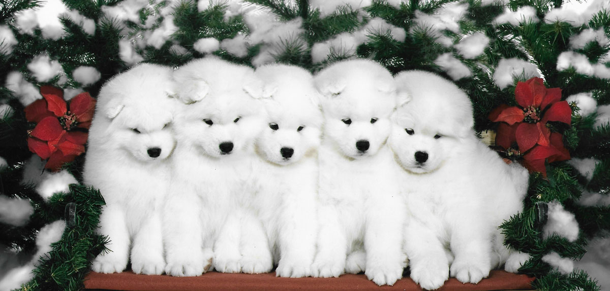 WMS Puppy 101 – I Love My New White Magic Puppy Guide